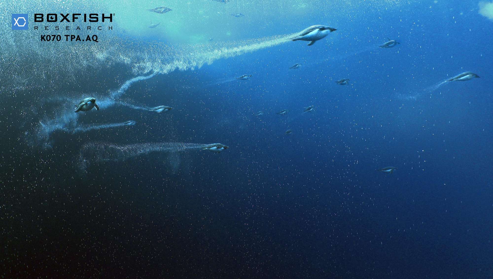 Rare underwater Antarctic ROV footage