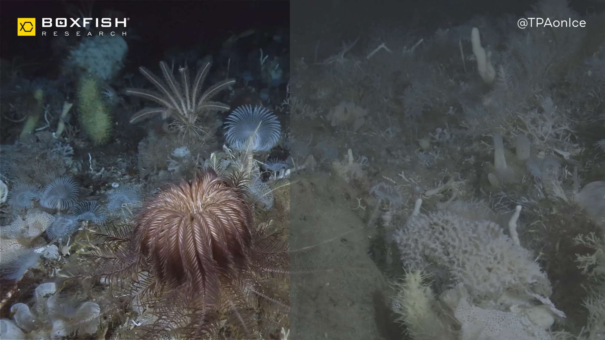 Discover the Latest in Underwater Robotics: Cinematic Boxfish ROV!