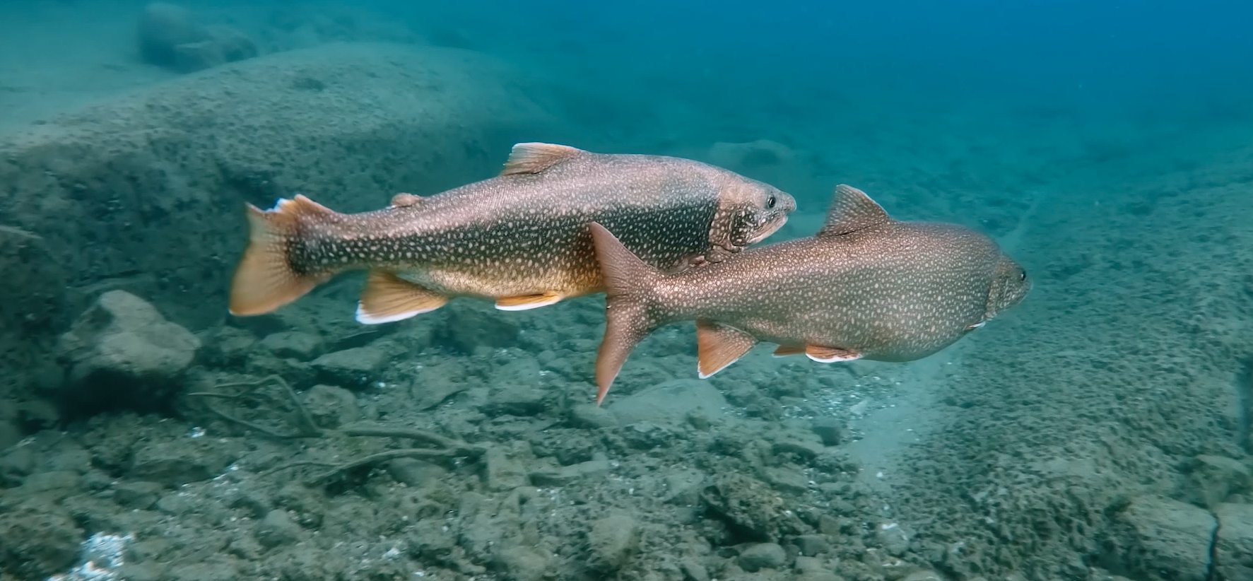 Wildlife Documentary - Beneath the Surface of the Great Lakes